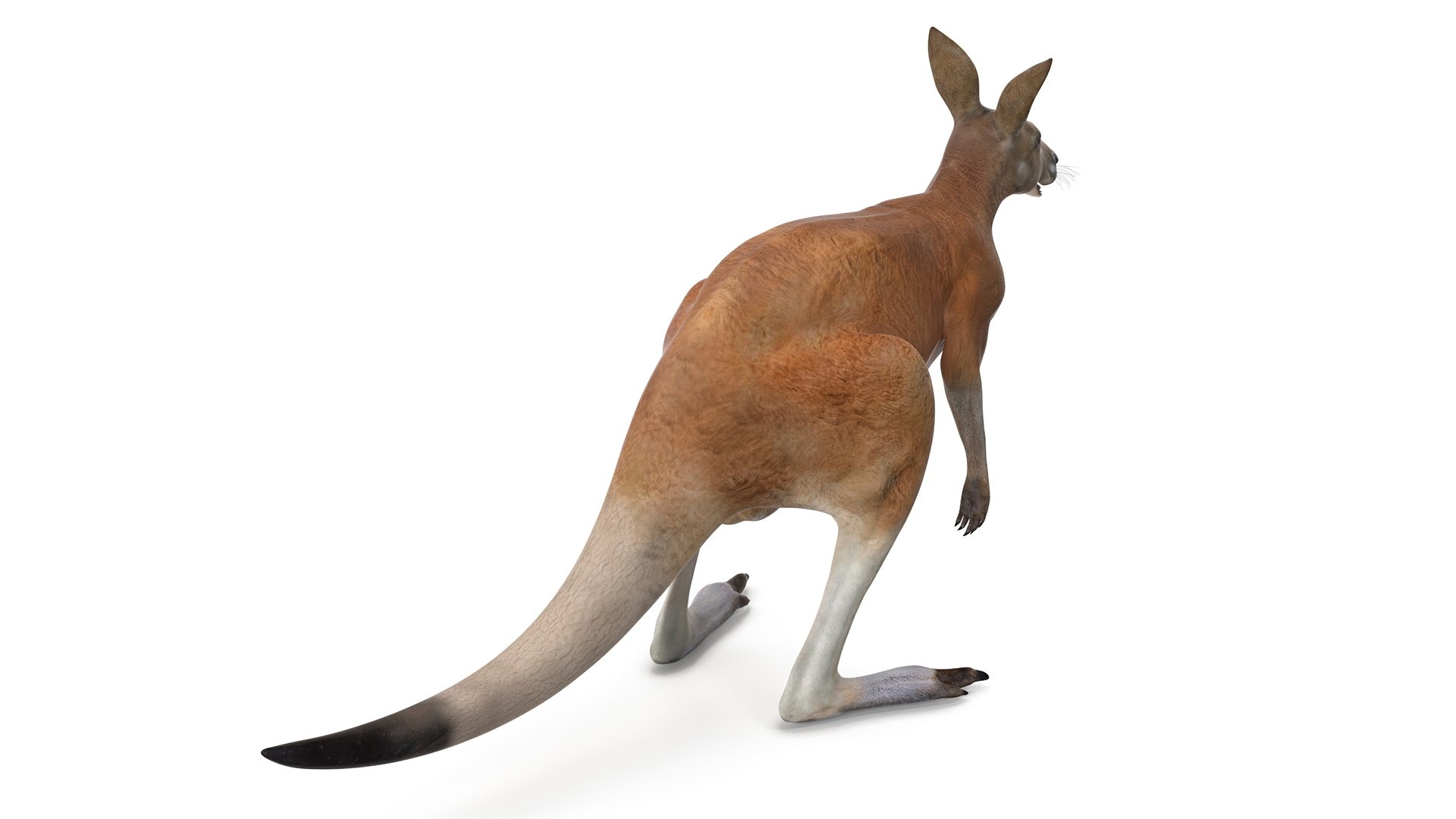 Kangaroo Animated Rigged 3D - TurboSquid 2325571