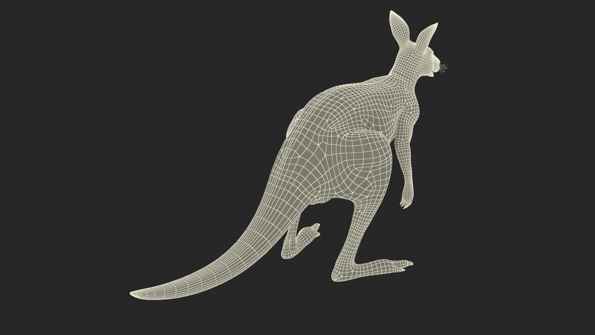 Kangaroo Animated Rigged 3D - TurboSquid 2325571
