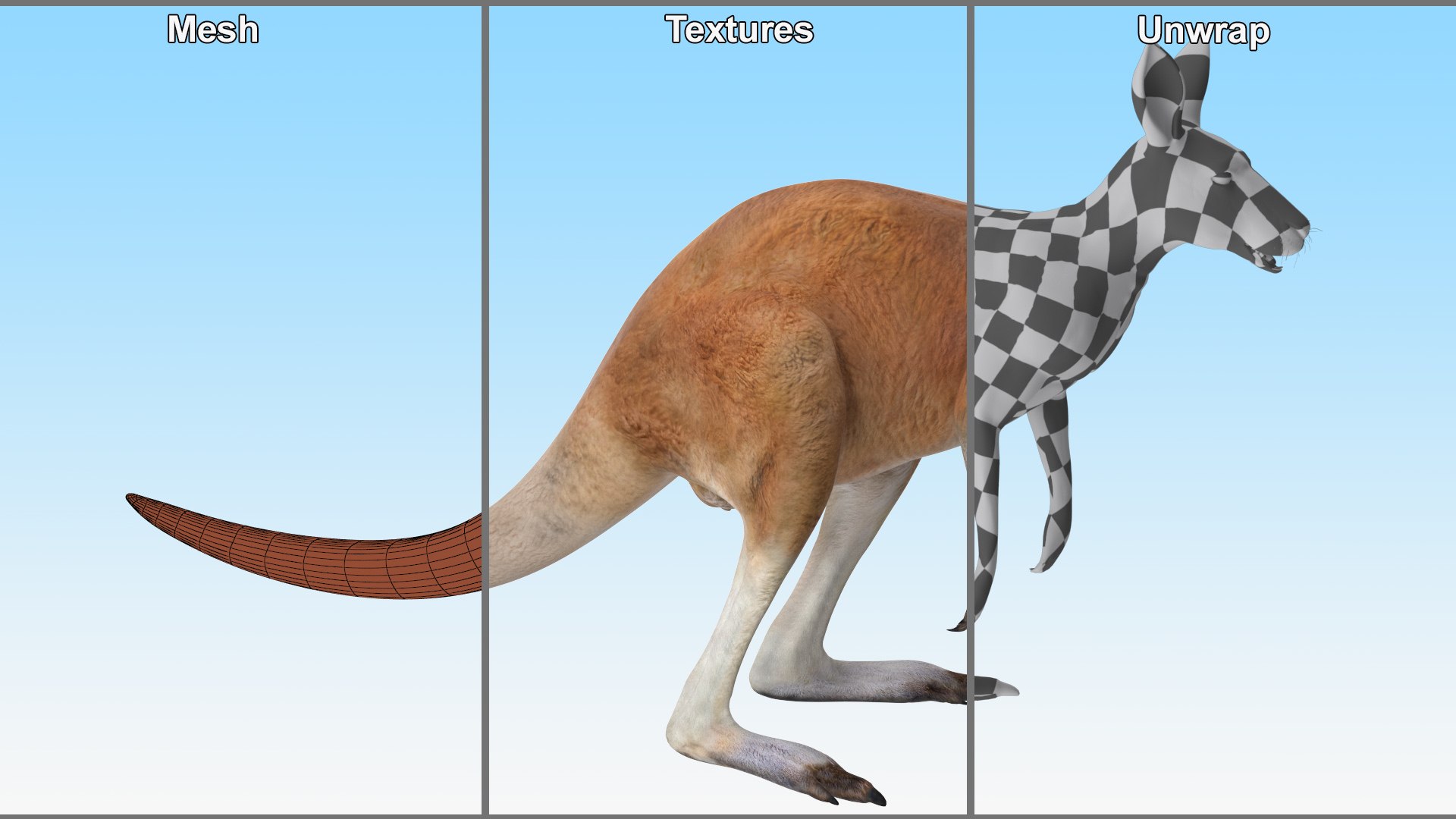 Kangaroo Animated Rigged 3D - TurboSquid 2325571