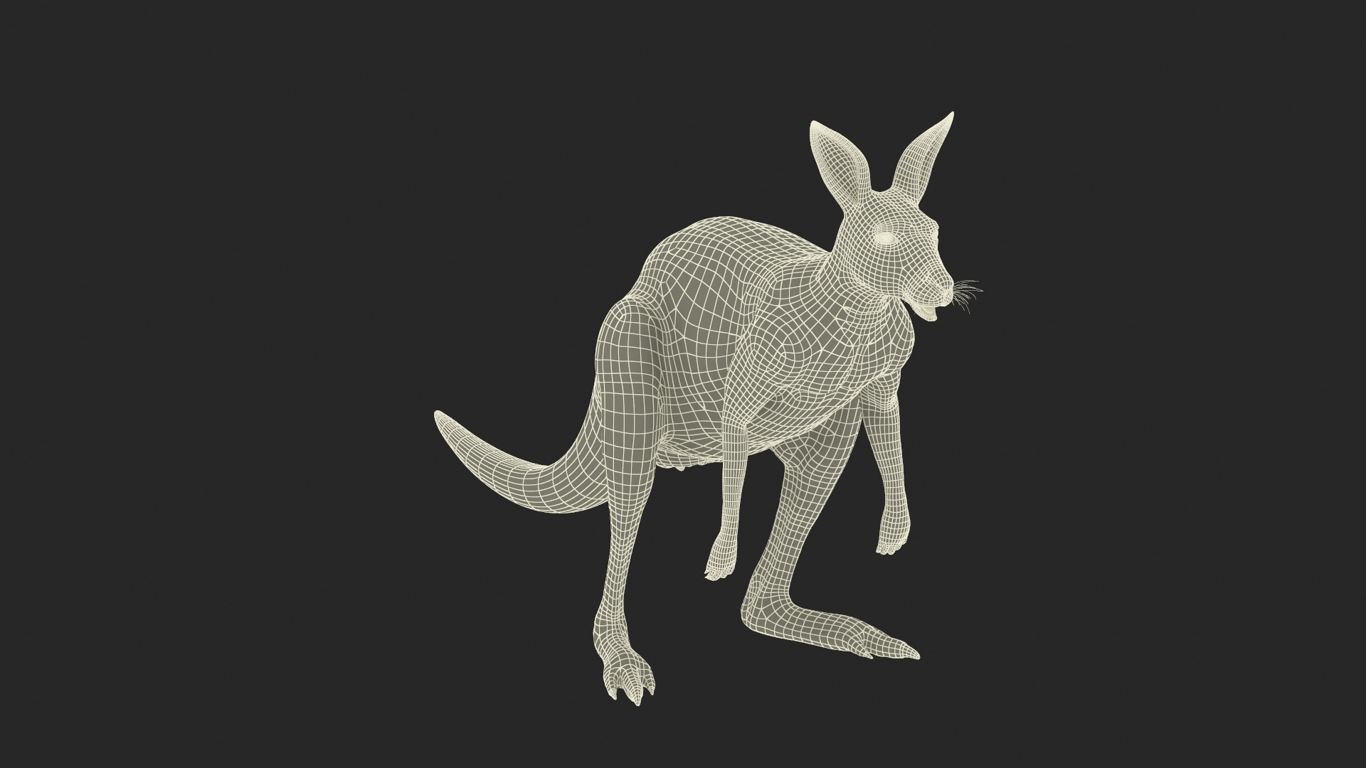 Kangaroo Animated Rigged 3D - TurboSquid 2325571