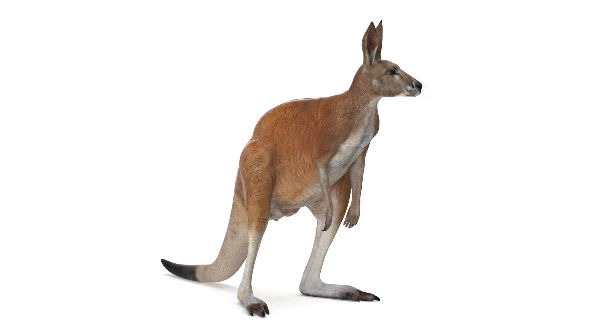 Kangaroo Animated Rigged 3D - TurboSquid 2325571
