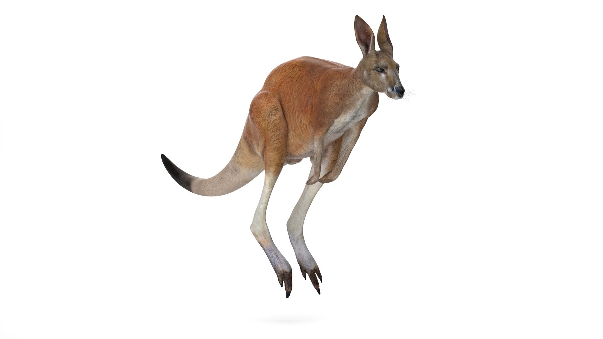 Kangaroo Animated Rigged 3D - TurboSquid 2325571