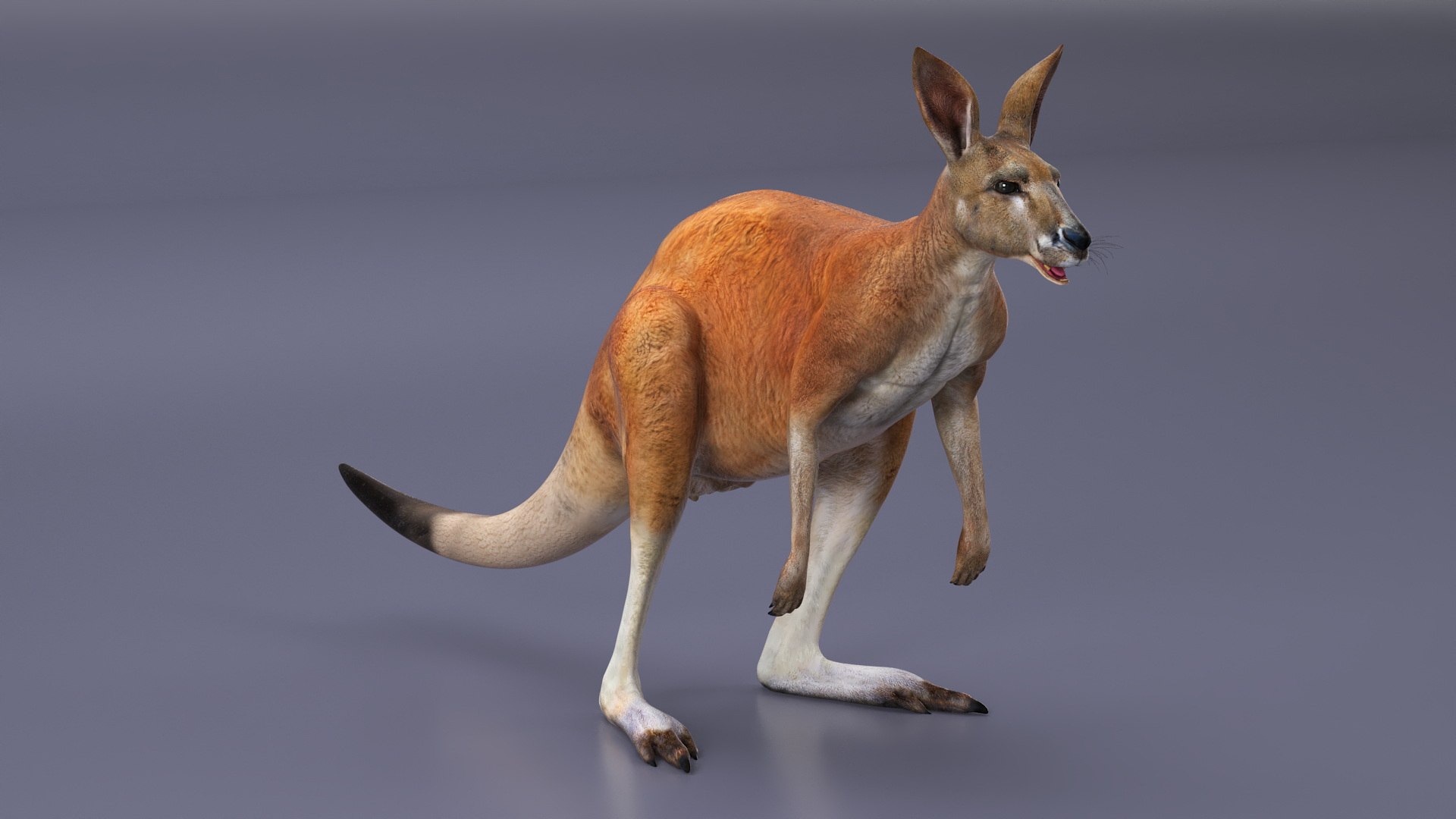 Kangaroo Animated Rigged 3D - TurboSquid 2325571