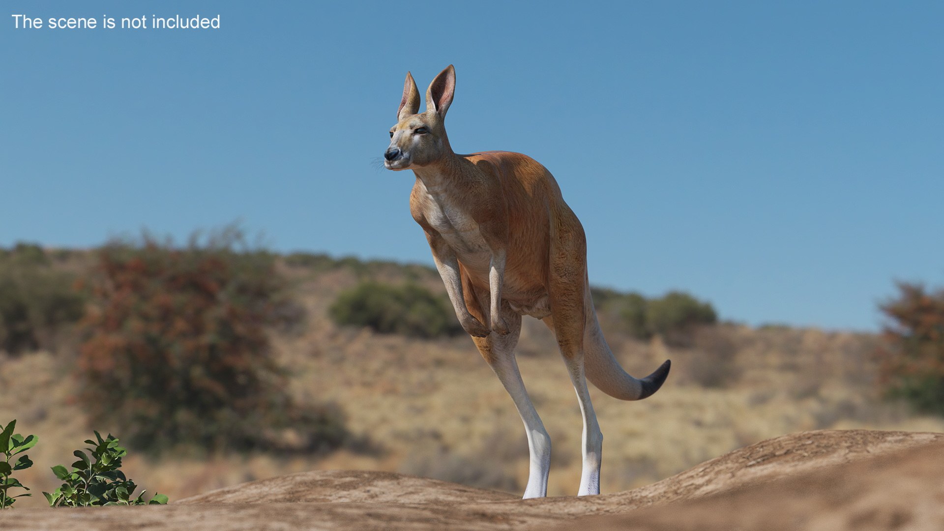 Kangaroo Animated Rigged 3D - TurboSquid 2325571