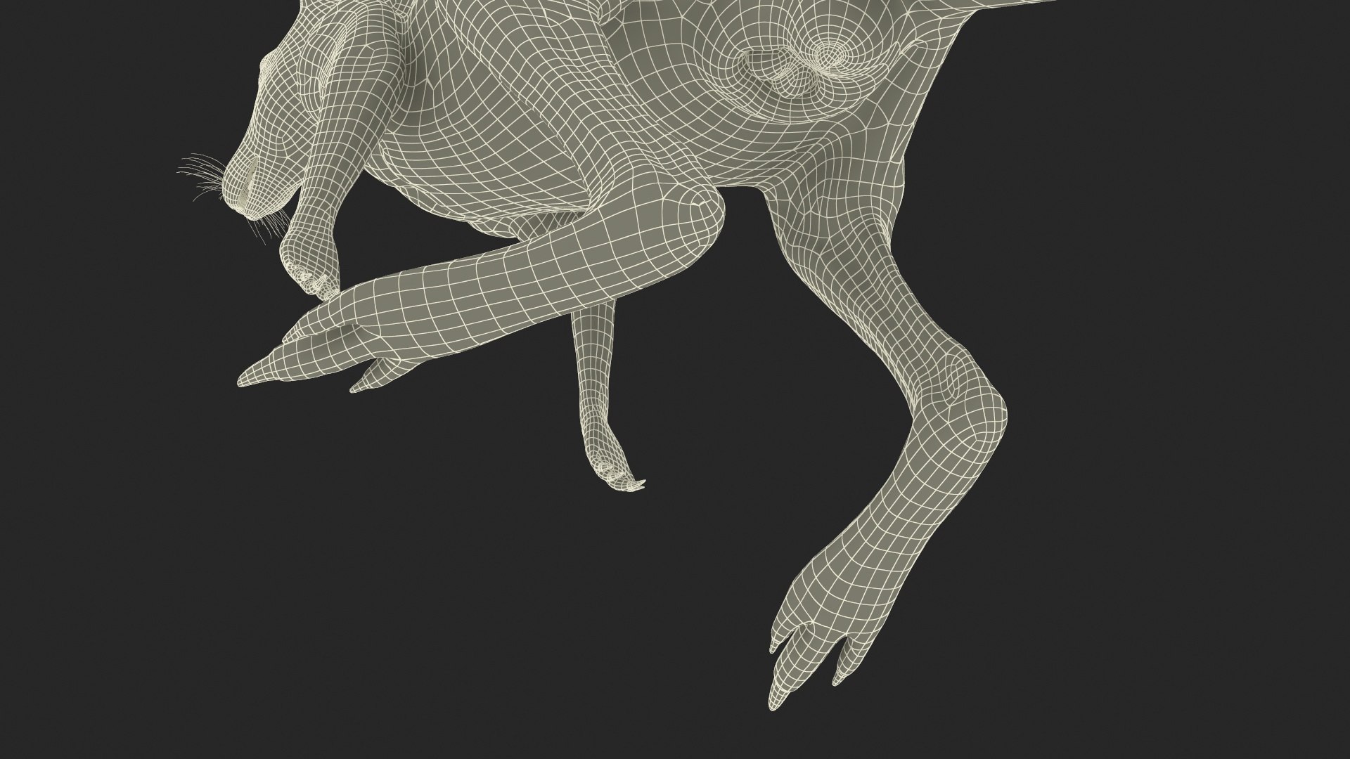 Kangaroo Animated Rigged 3D - TurboSquid 2325571