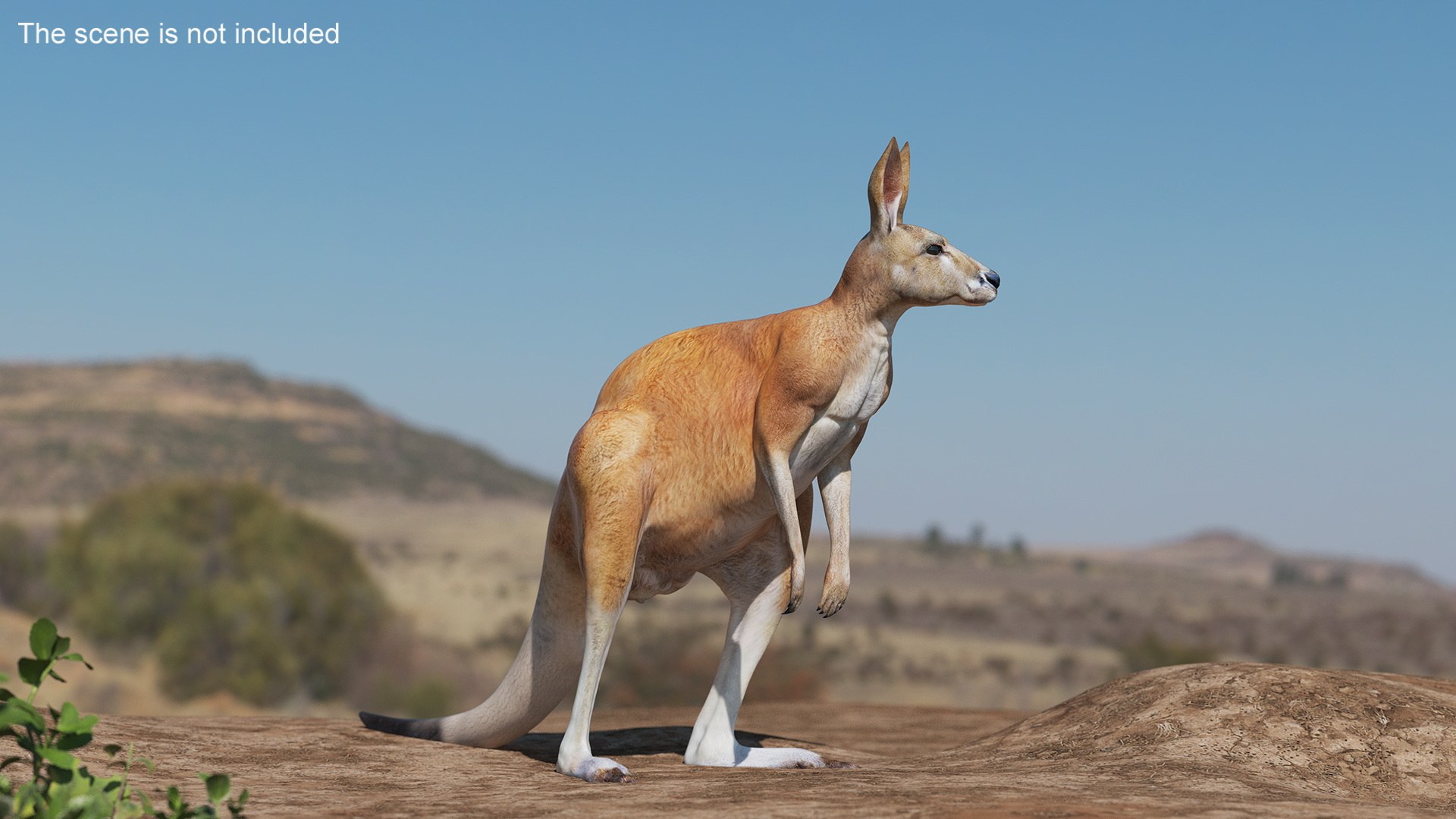 Kangaroo Animated Rigged 3D - TurboSquid 2325571