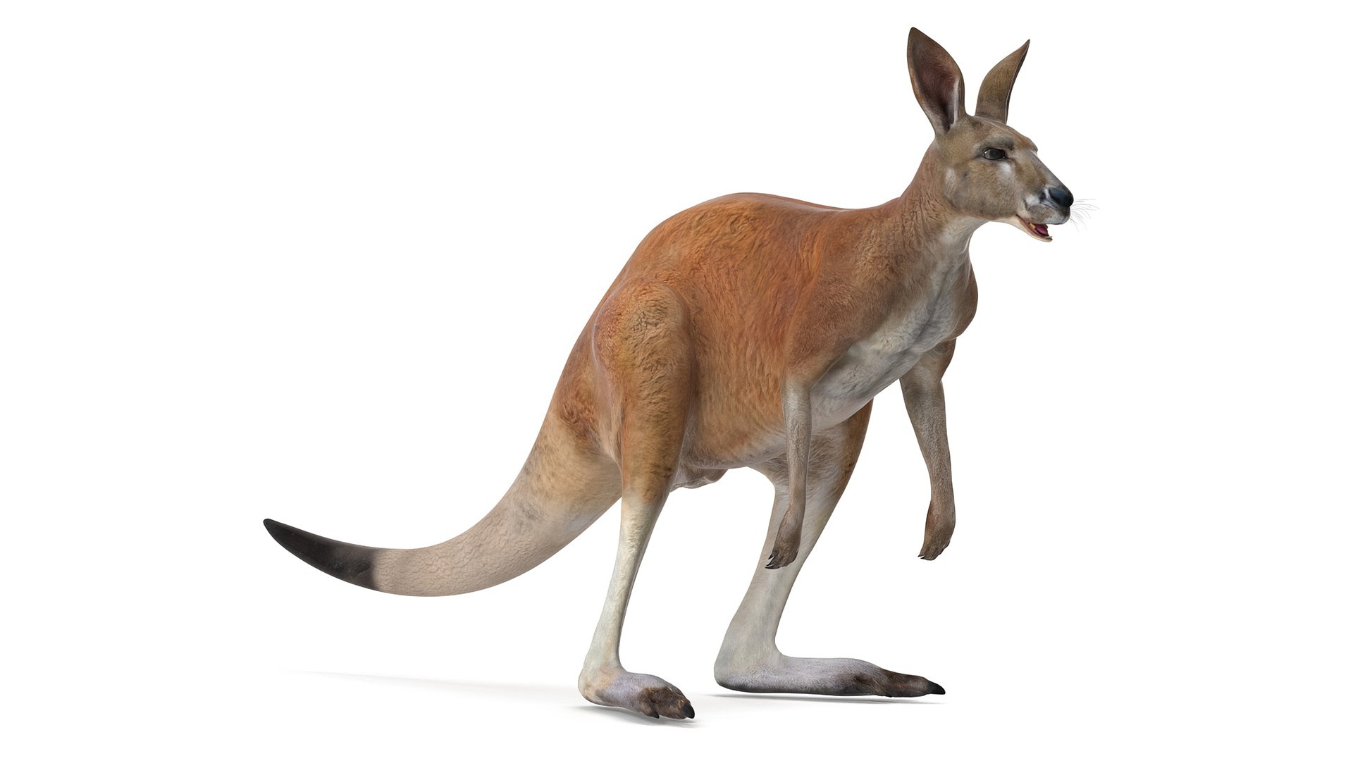Kangaroo Animated Rigged 3D - TurboSquid 2325571