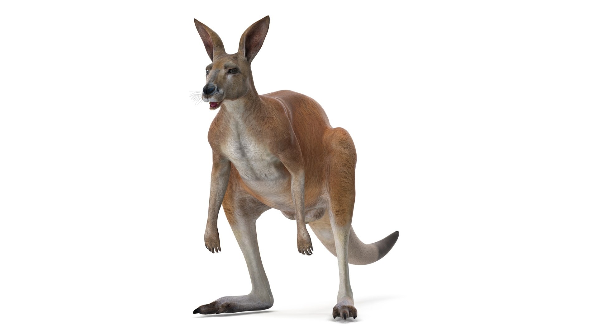 Kangaroo Animated Rigged 3D - TurboSquid 2325571