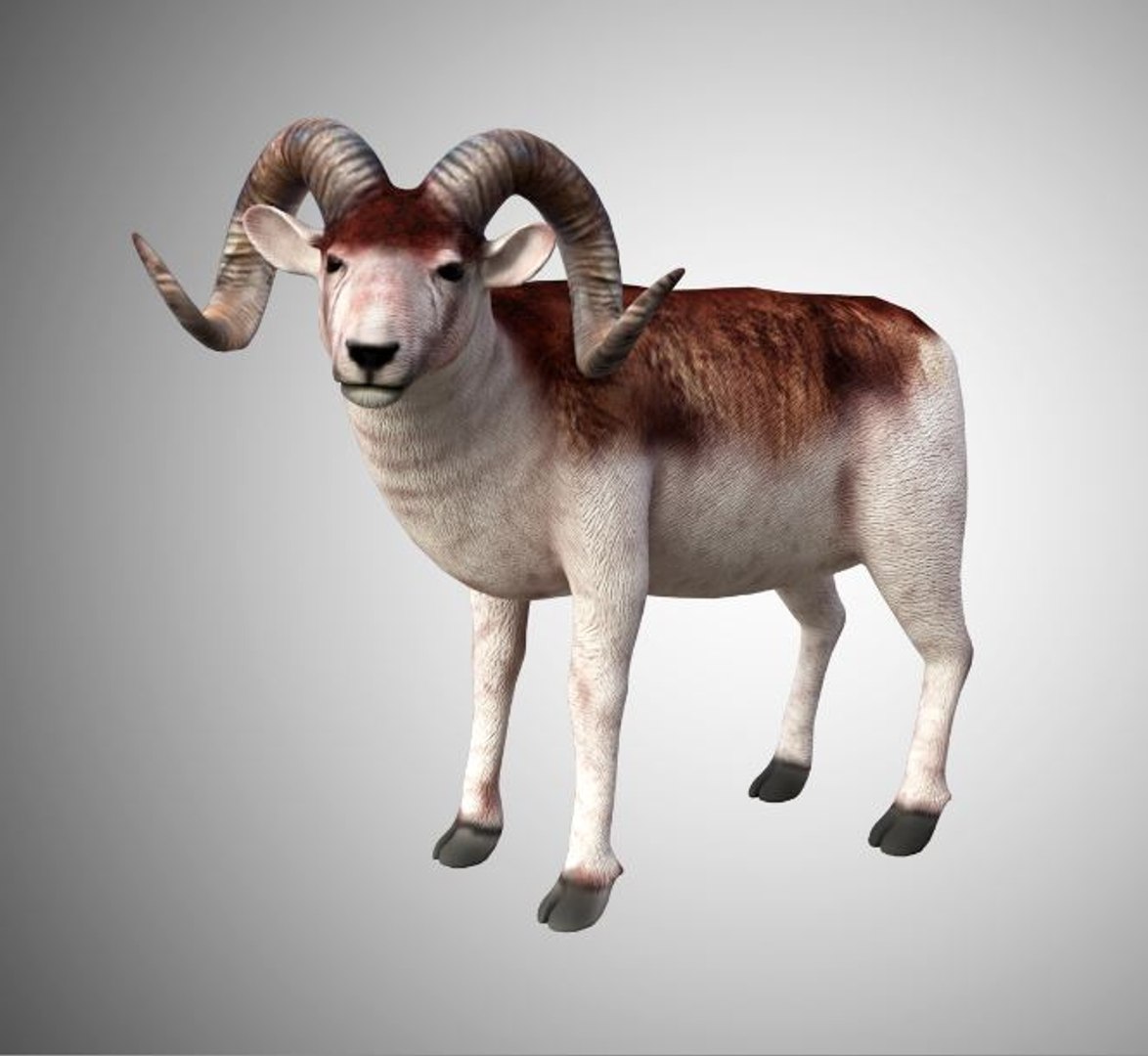 3D Rigged - TurboSquid 1607708