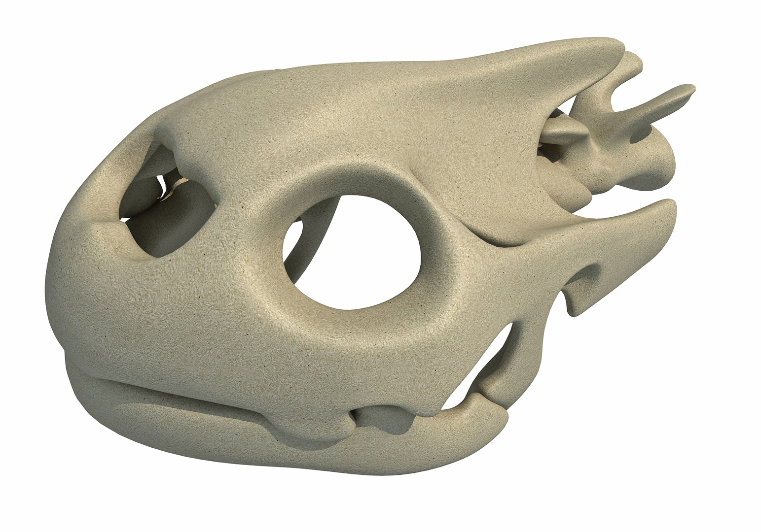 Turtle Skull Skeleton 3D Model - TurboSquid 1236116