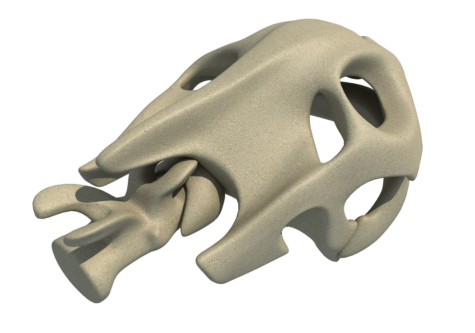 Turtle Skull Skeleton 3D Model - TurboSquid 1236116