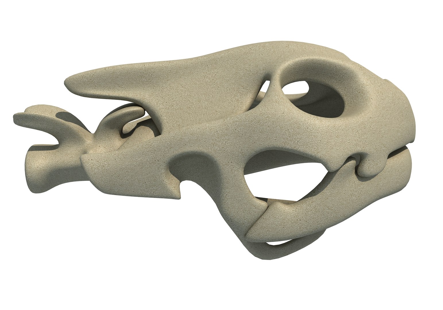 Turtle Skull Skeleton 3D Model - TurboSquid 1236116