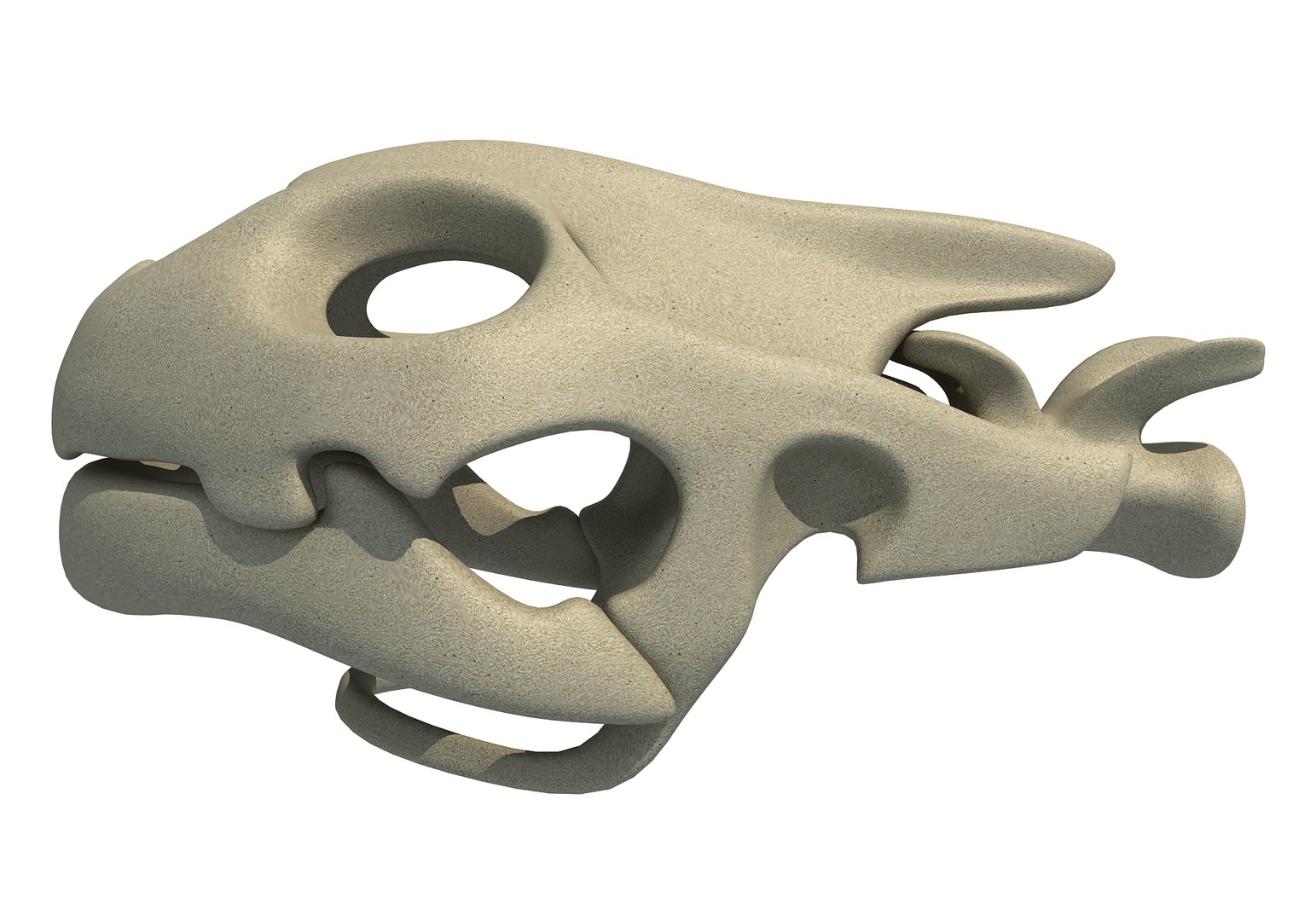 Turtle Skull Skeleton 3D Model - TurboSquid 1236116