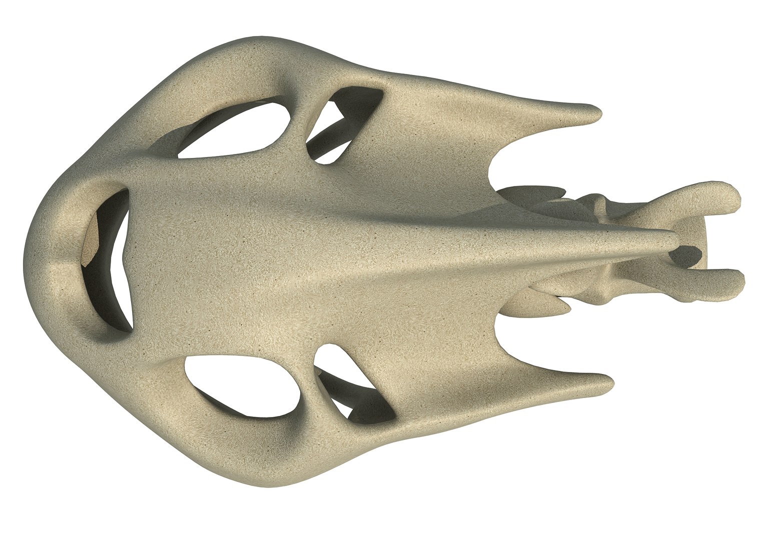 Turtle Skull Skeleton 3D Model - TurboSquid 1236116