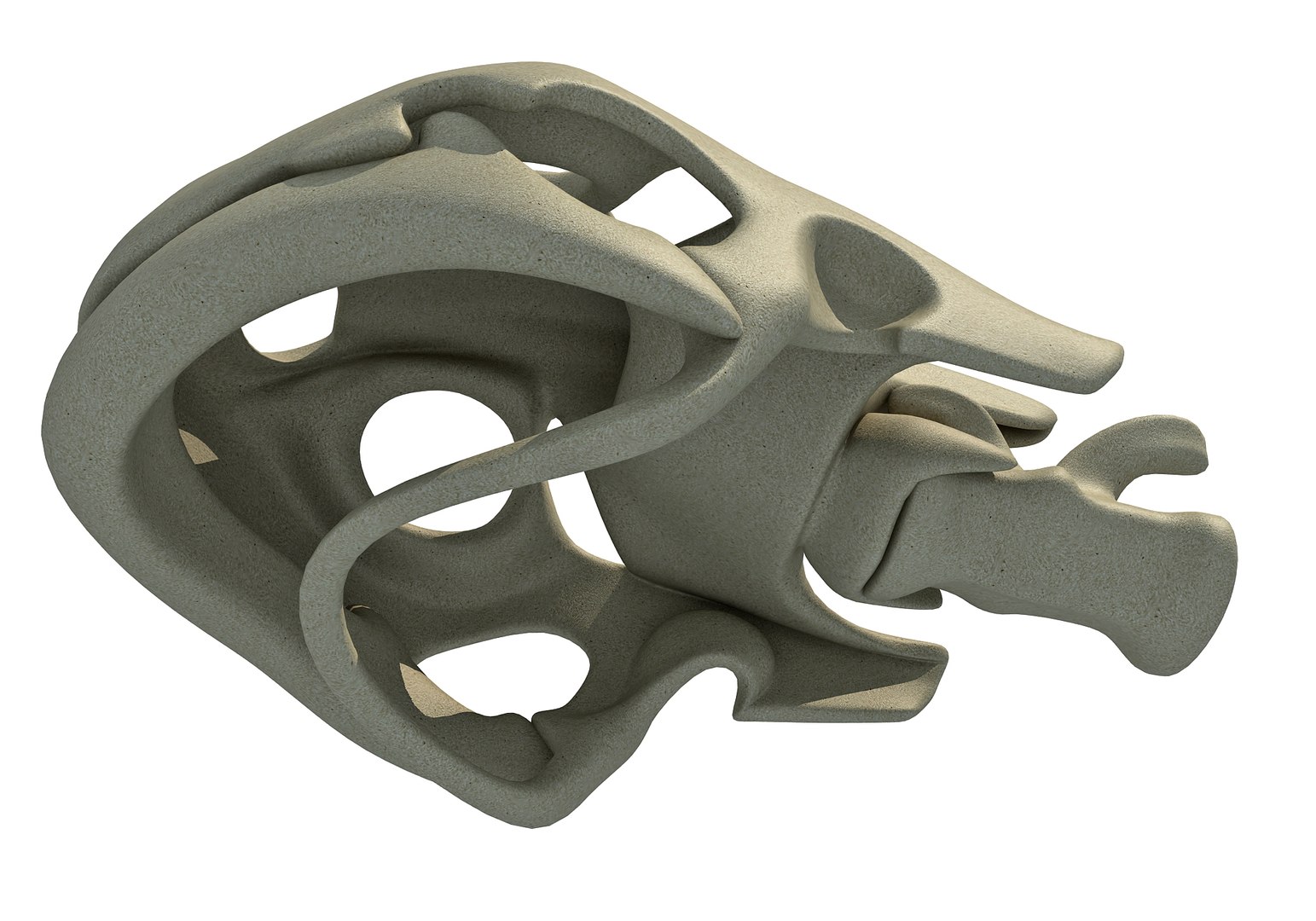 Turtle Skull Skeleton 3D Model - TurboSquid 1236116