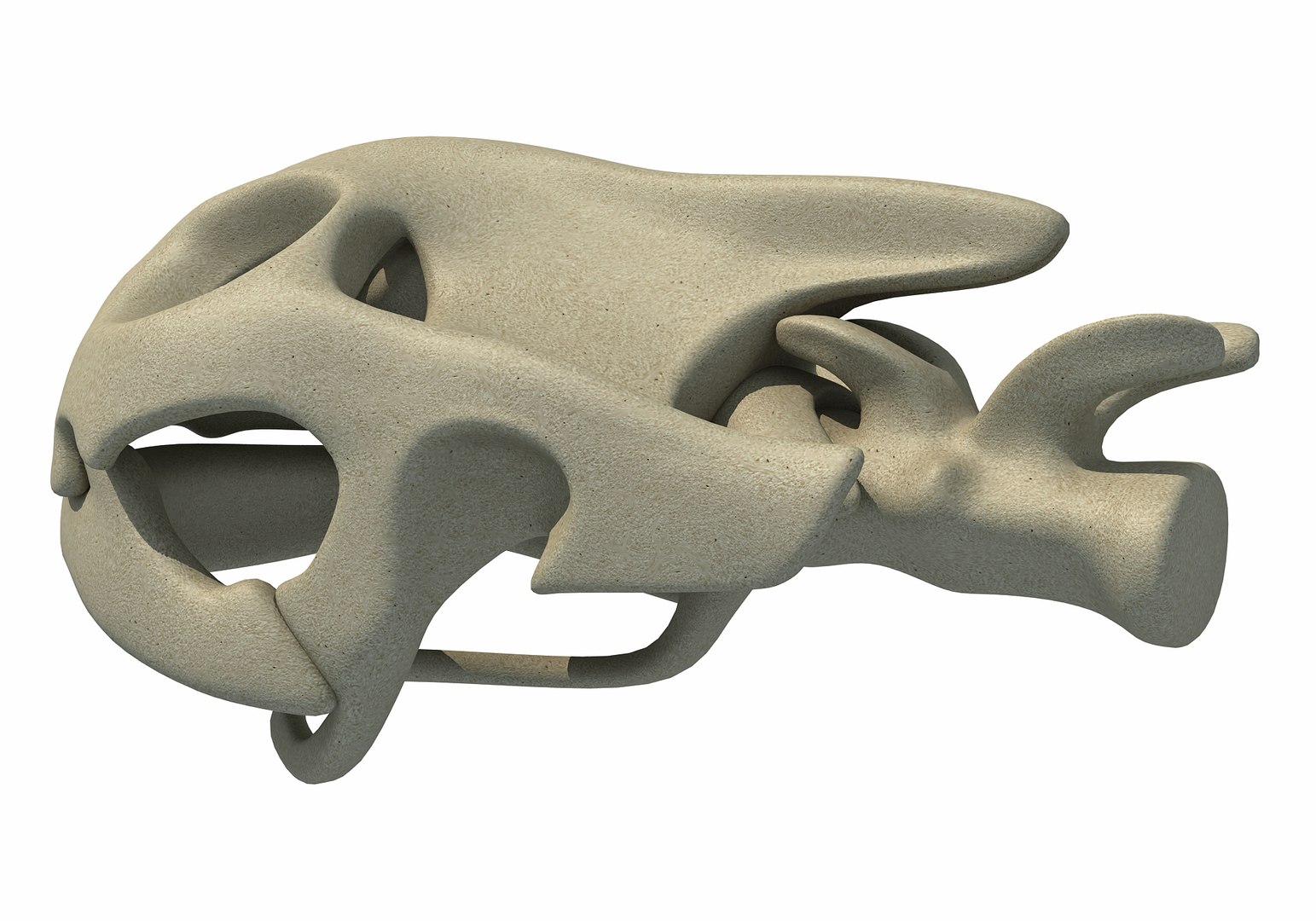 Turtle Skull Skeleton 3D Model - TurboSquid 1236116