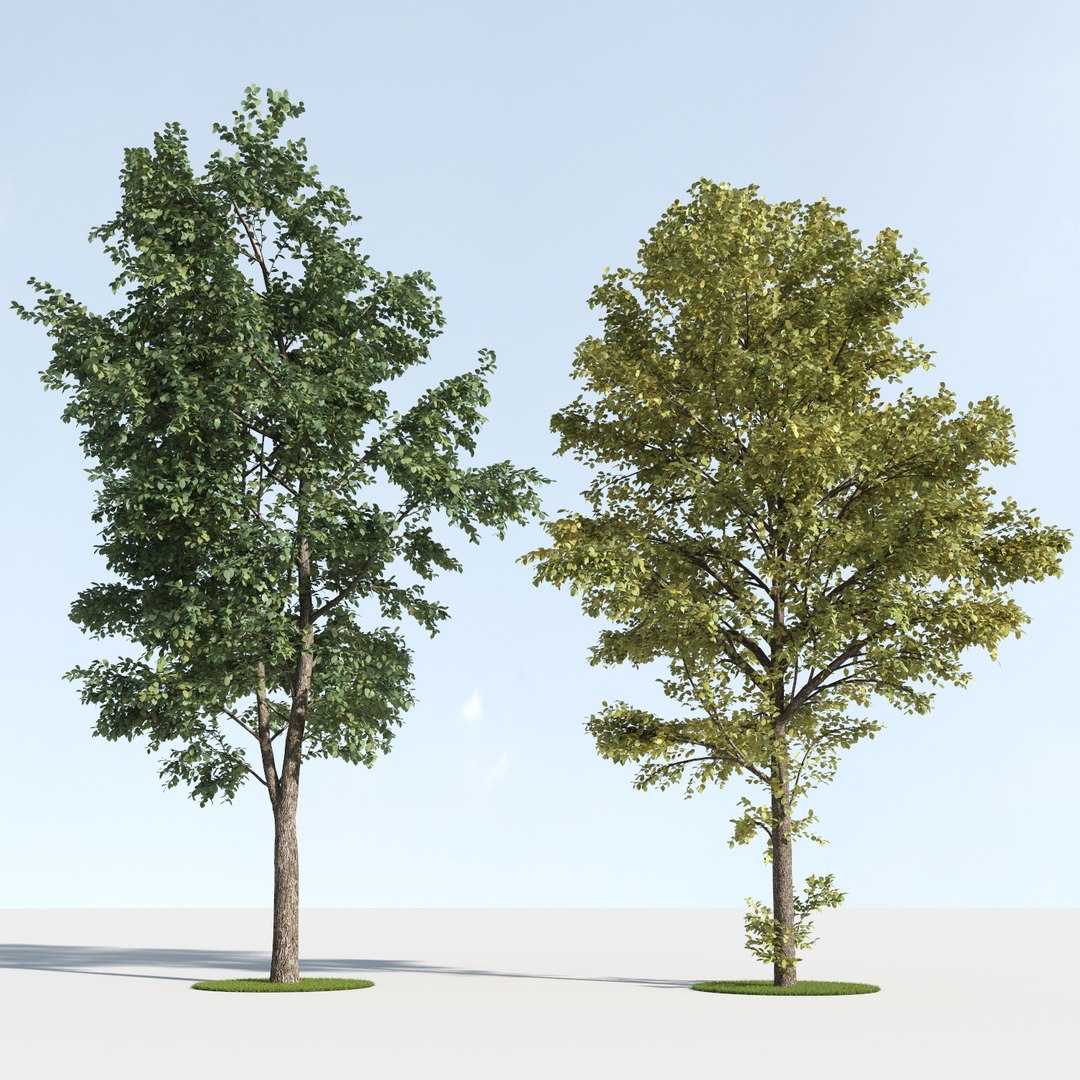 Trees 6 3D - TurboSquid 1349221