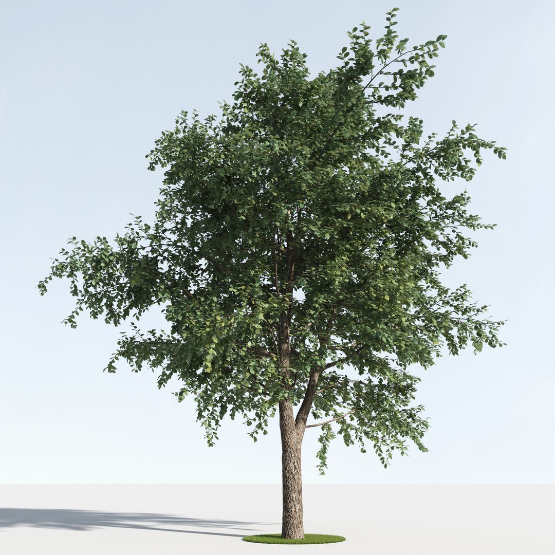 Trees 6 3D - TurboSquid 1349221