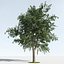 Trees 6 3D - TurboSquid 1349221