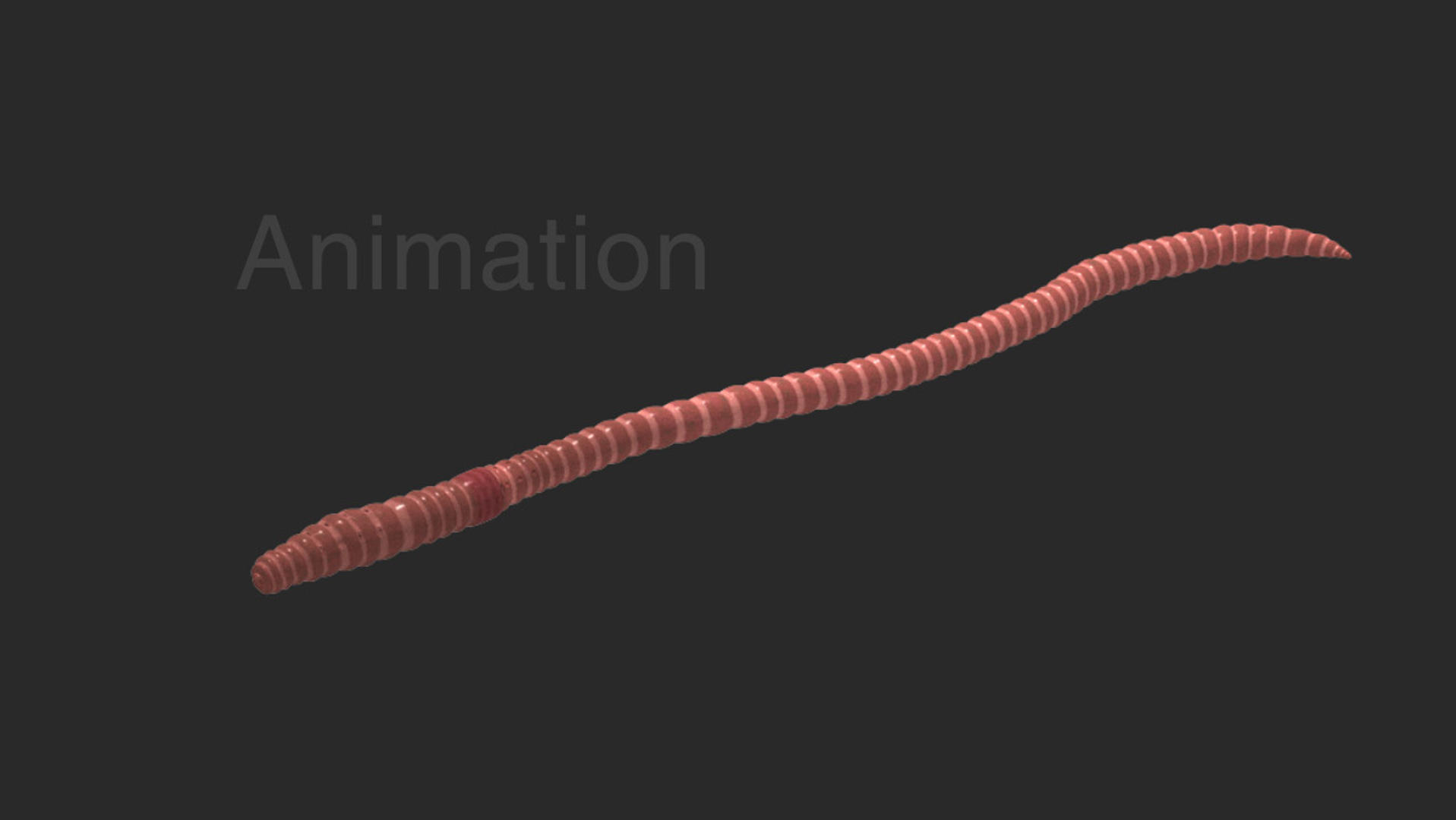 Earthworm Rigged And Animated 3D Model - TurboSquid 2456373