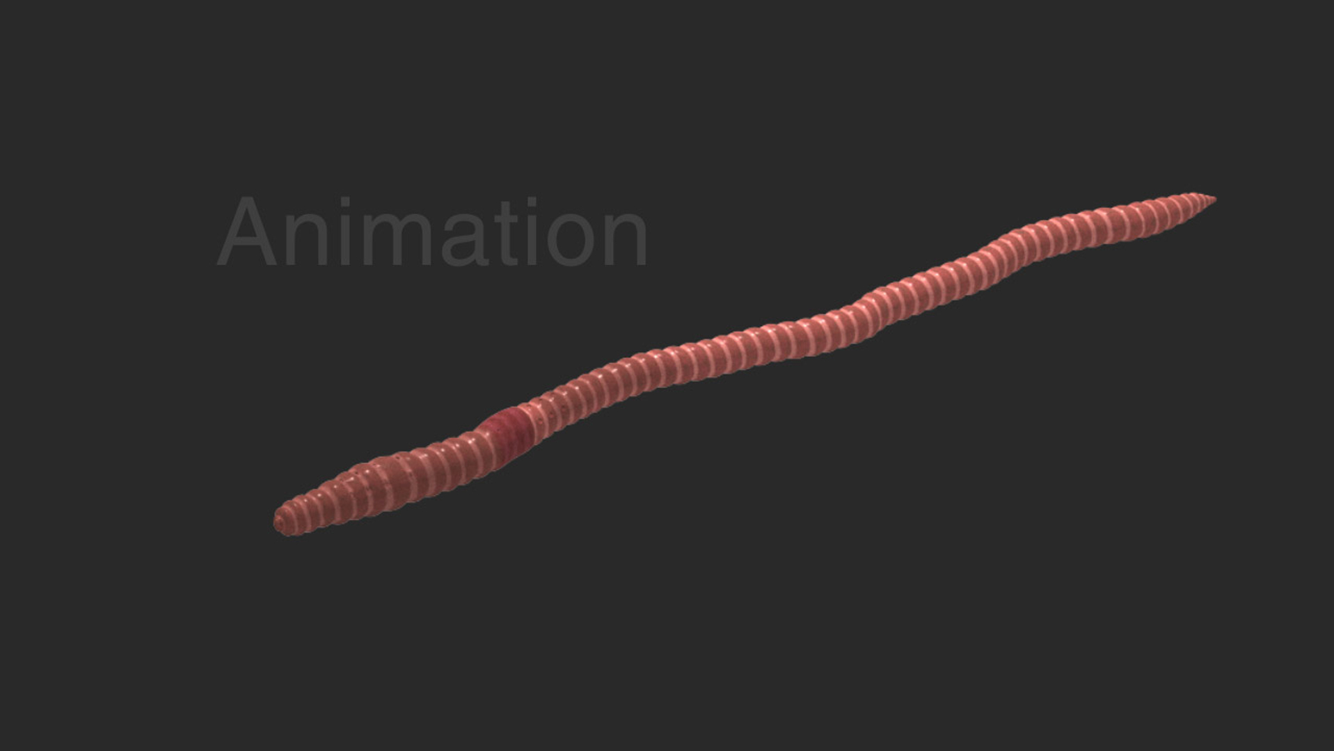 Earthworm Rigged And Animated 3D Model - TurboSquid 2456373