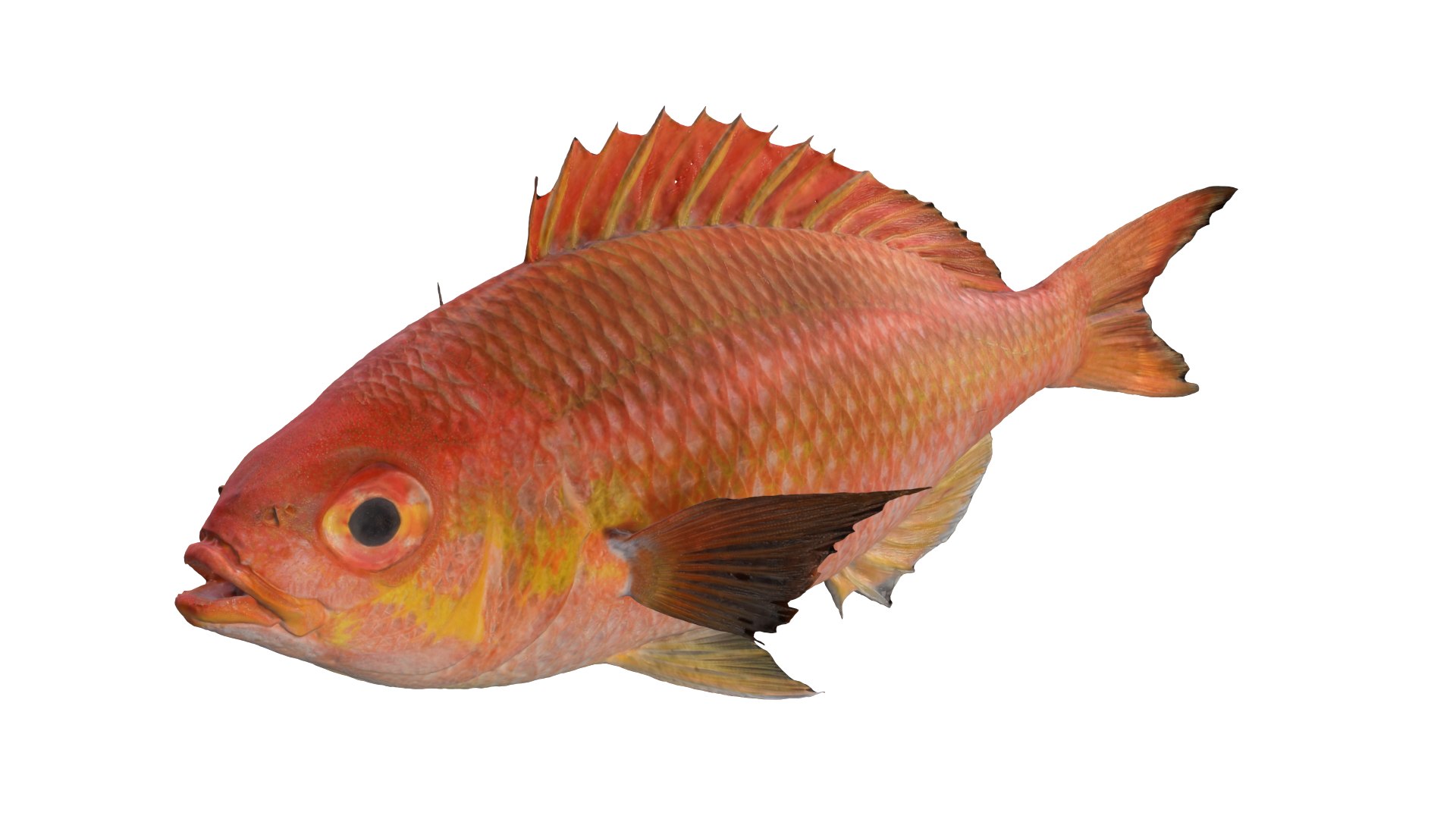 Callanthiidae Fish 3D Model 3D Model - TurboSquid 2313523