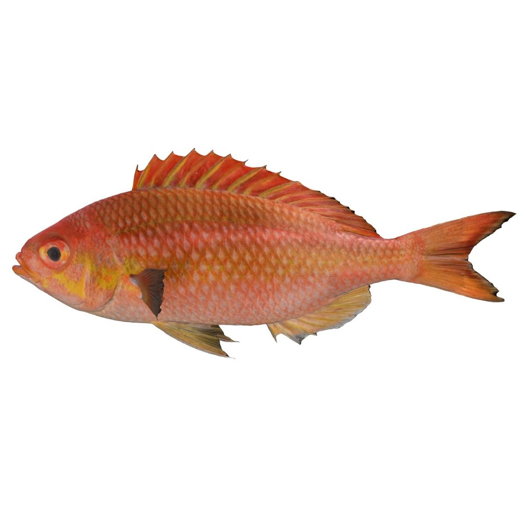 Callanthiidae Fish 3D Model 3D Model - TurboSquid 2313523