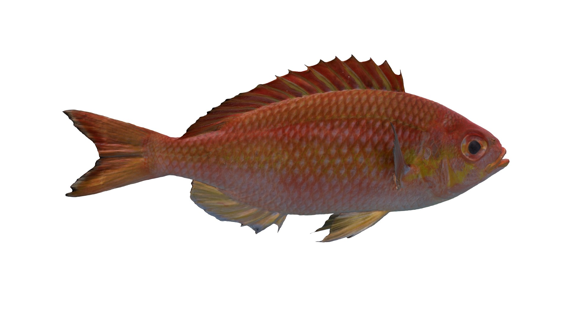 Callanthiidae Fish 3D Model 3D Model - TurboSquid 2313523