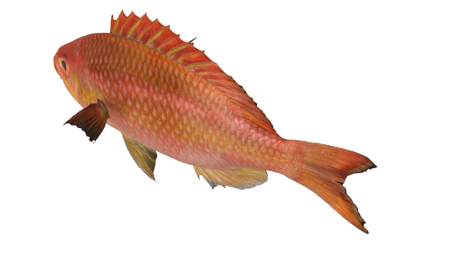 Callanthiidae Fish 3D Model 3D Model - TurboSquid 2313523