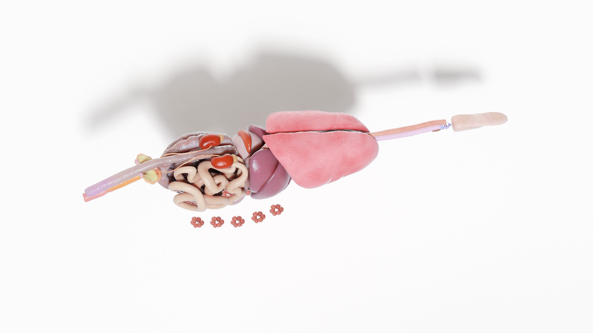 3D model Full Pig Anatomy Static - TurboSquid 1753654