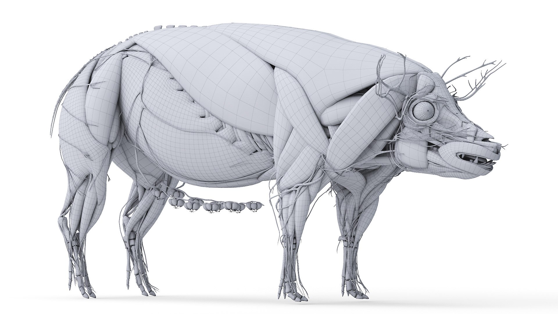 3D model Full Pig Anatomy Static - TurboSquid 1753654