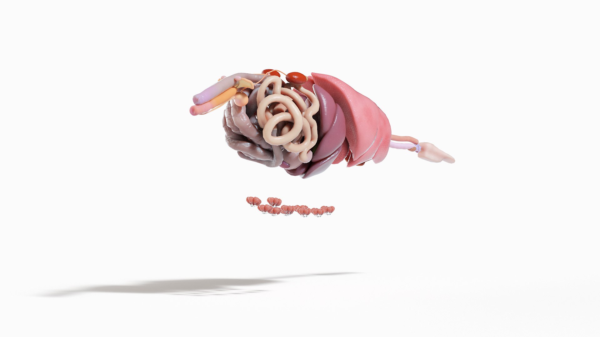 3D model Full Pig Anatomy Static - TurboSquid 1753654