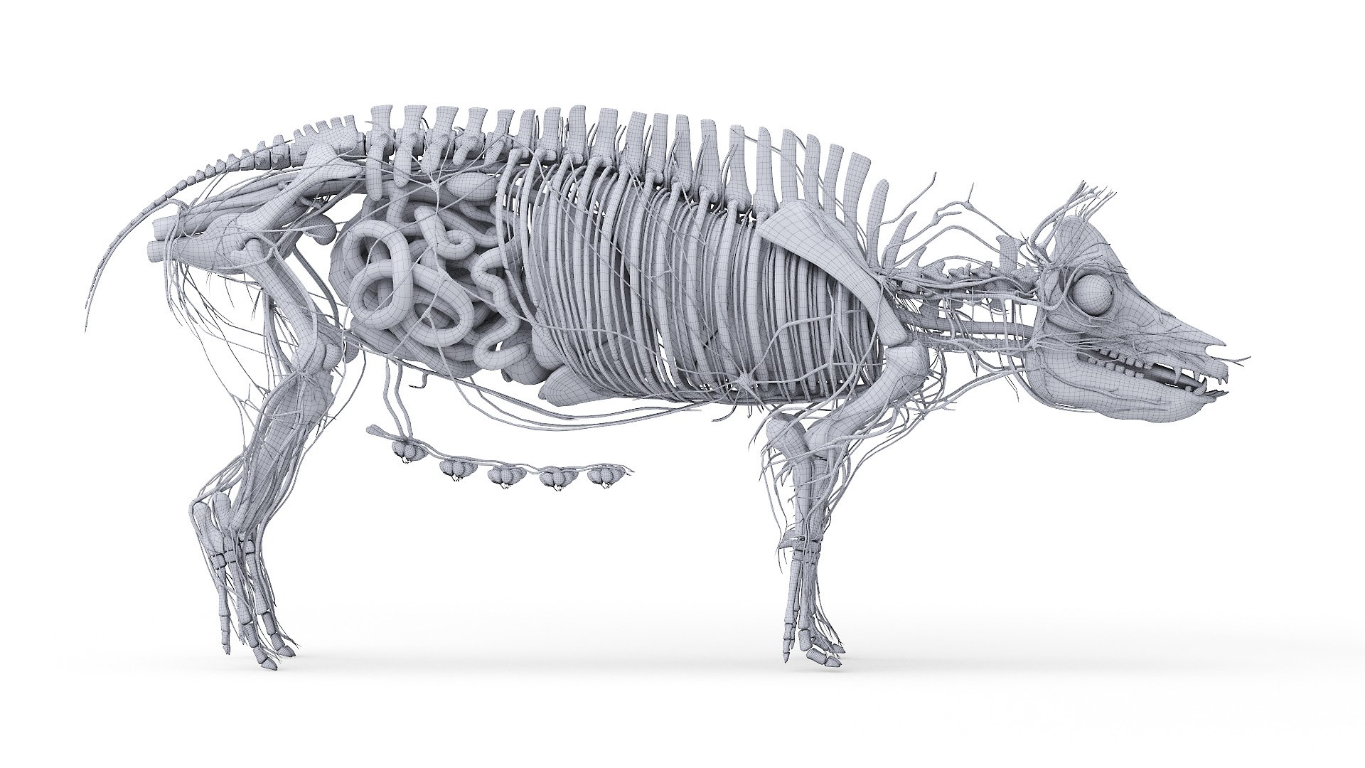 3D model Full Pig Anatomy Static - TurboSquid 1753654