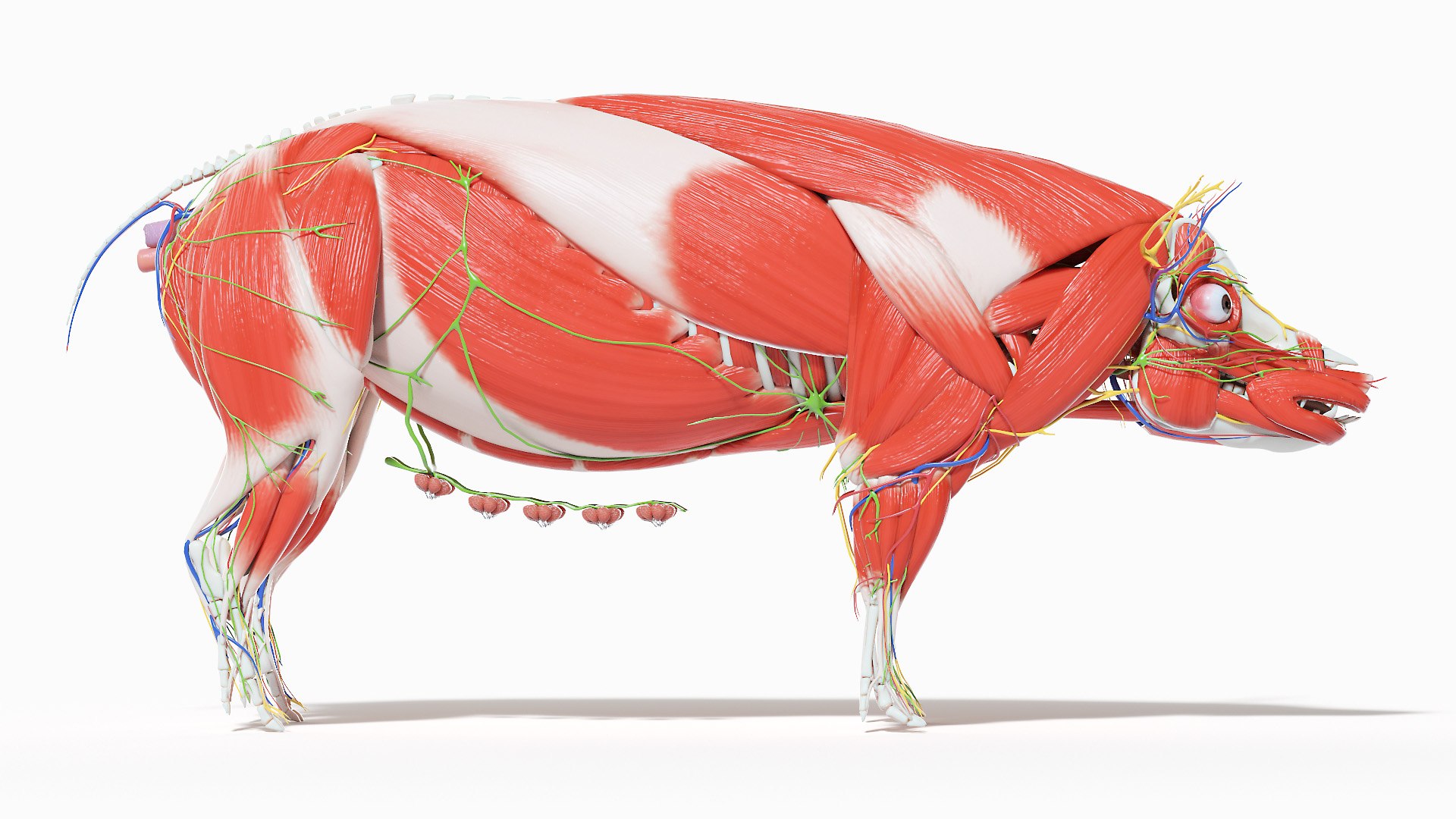 3D model Full Pig Anatomy Static - TurboSquid 1753654