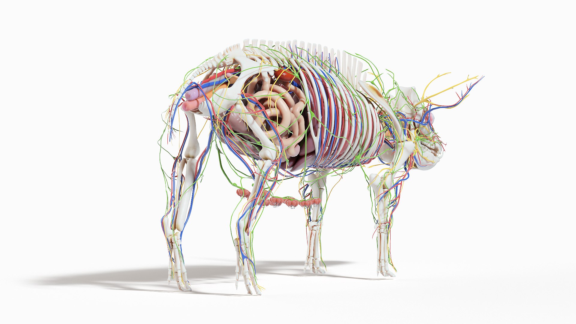 3D model Full Pig Anatomy Static - TurboSquid 1753654
