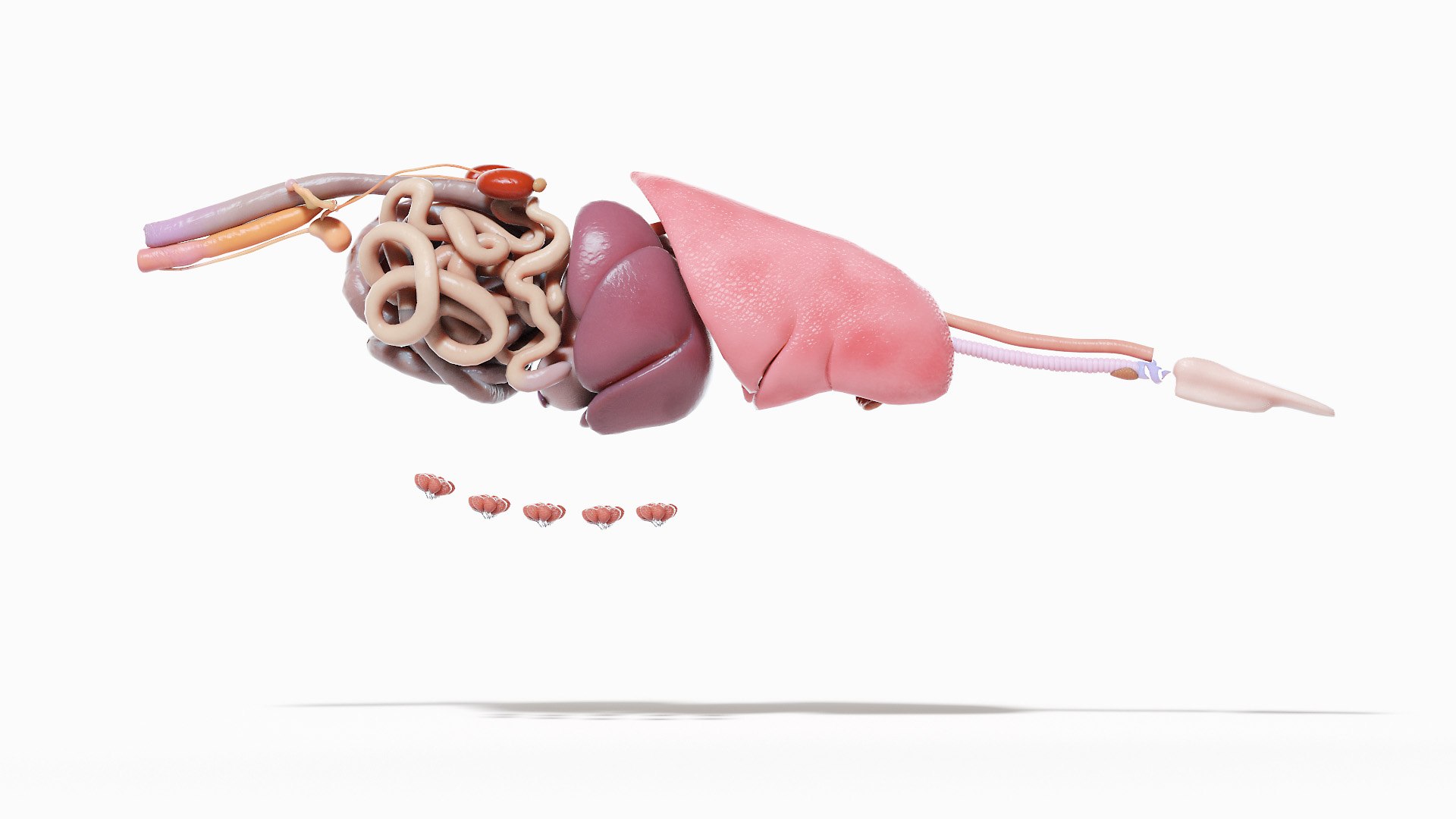 3D model Full Pig Anatomy Static - TurboSquid 1753654