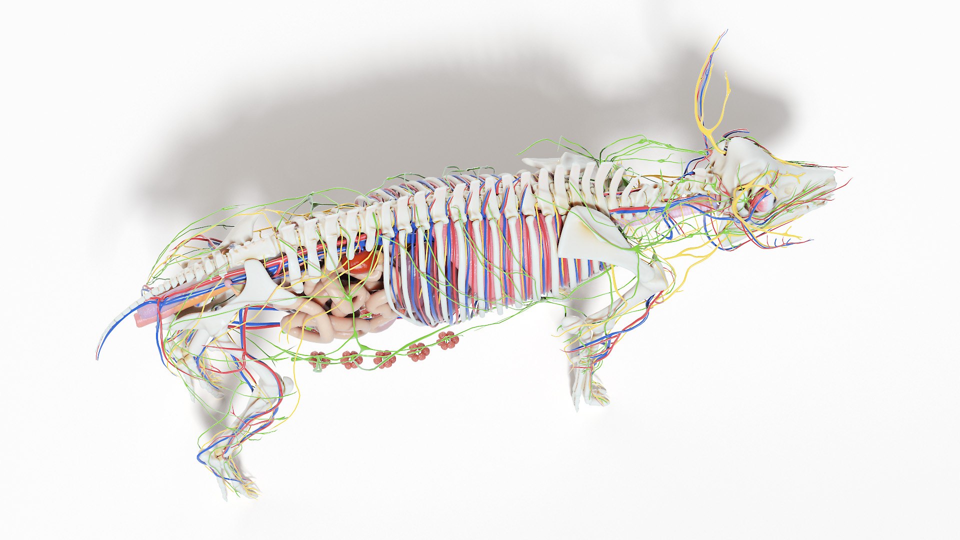 3D model Full Pig Anatomy Static - TurboSquid 1753654