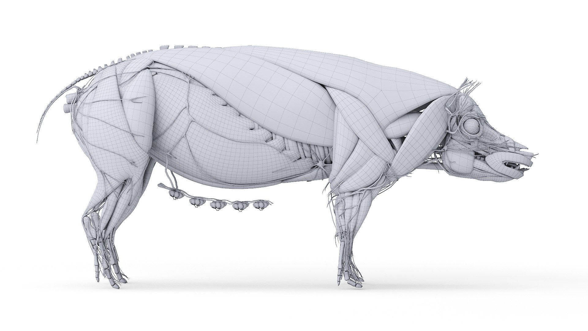 3D model Full Pig Anatomy Static - TurboSquid 1753654
