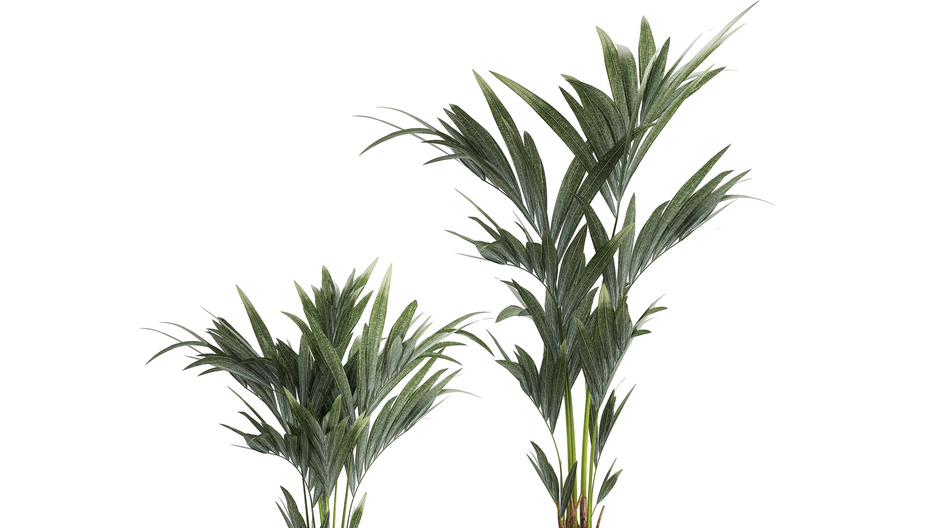 3D Beautiful Howea palm tree in a flower pot for decoration 1291 ...