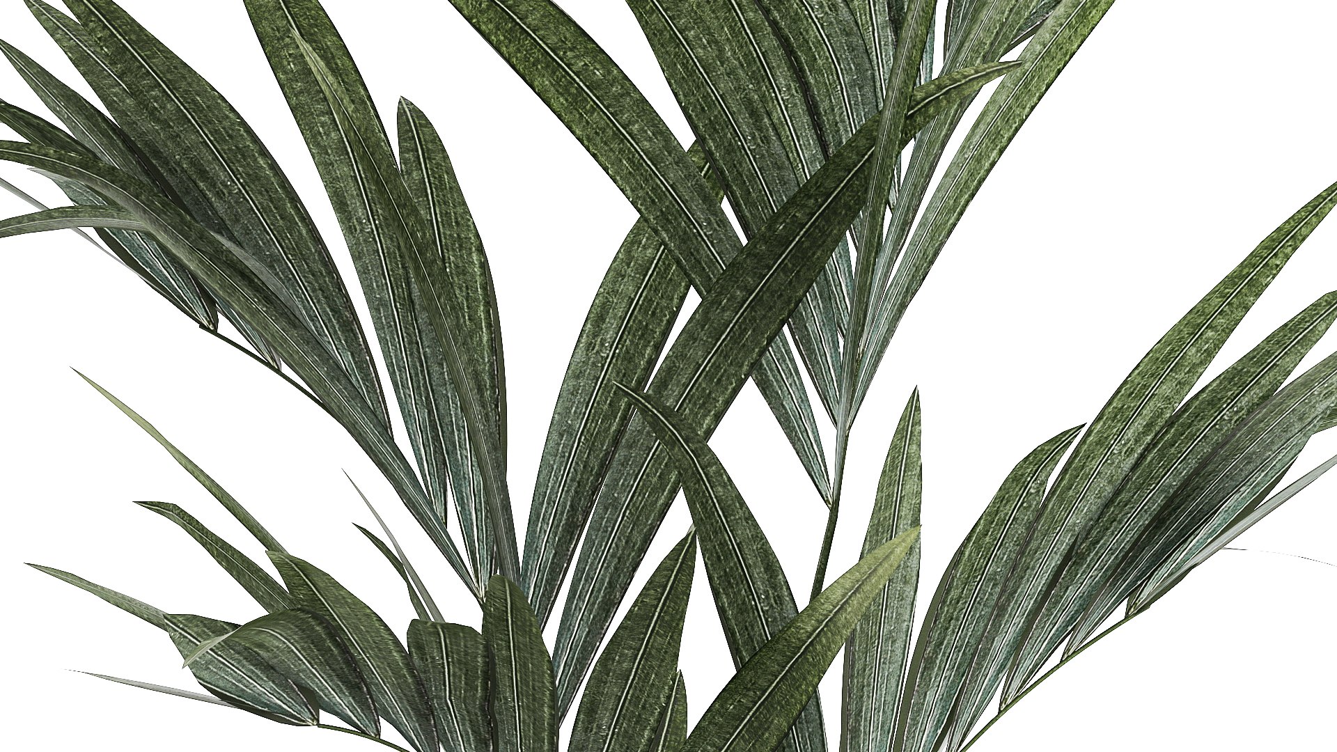 3D Beautiful Howea palm tree in a flower pot for decoration 1291 ...