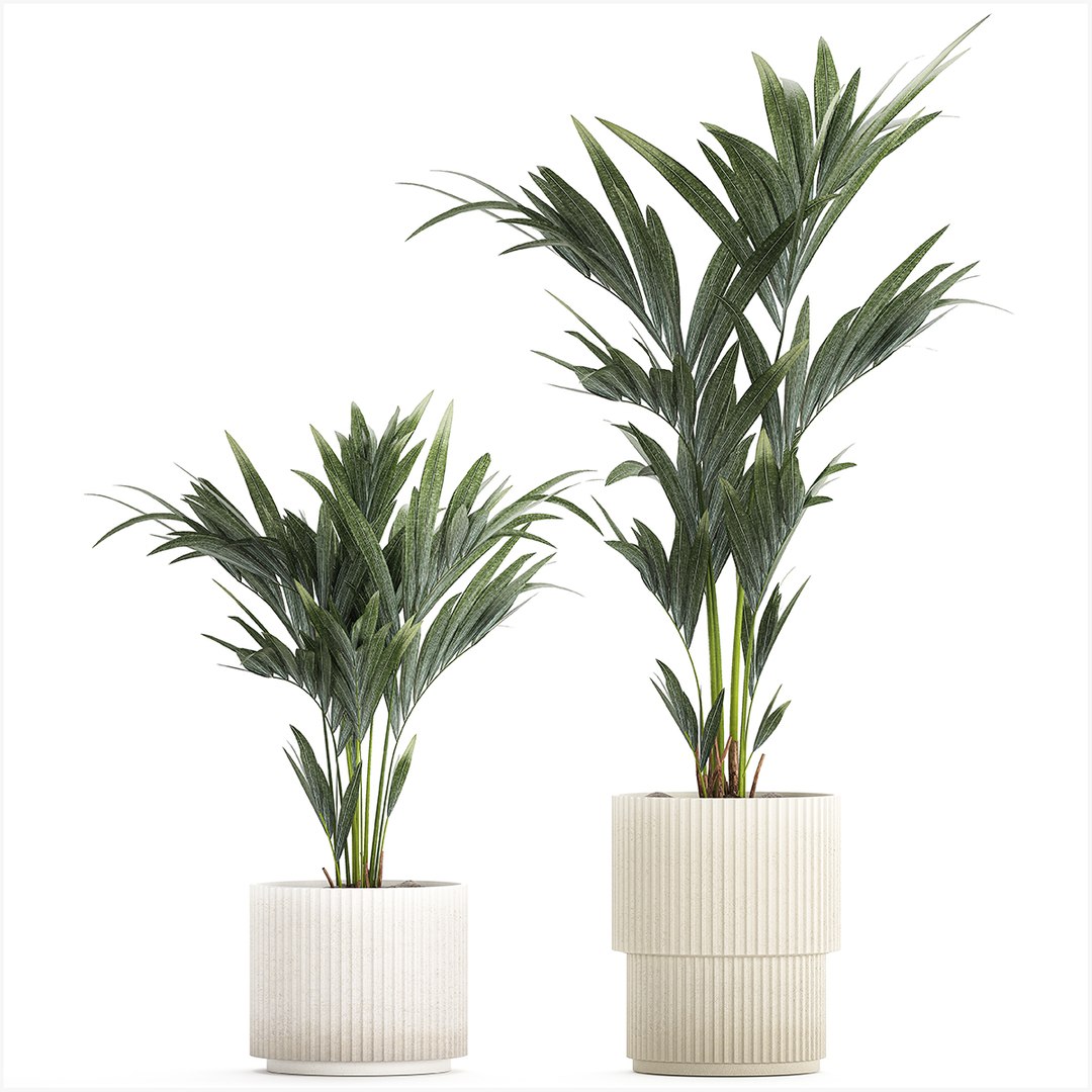 3D Beautiful Howea palm tree in a flower pot for decoration 1291 ...