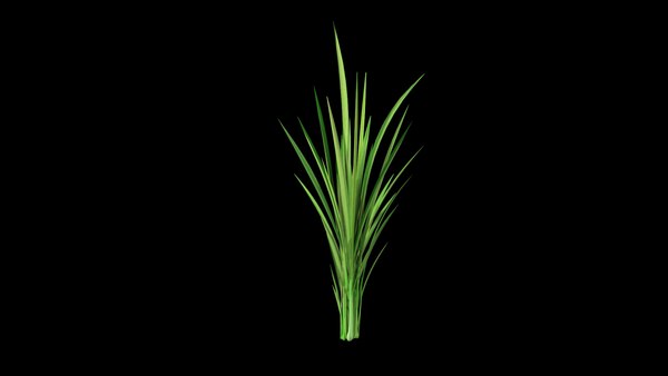 3D Rice Models | TurboSquid