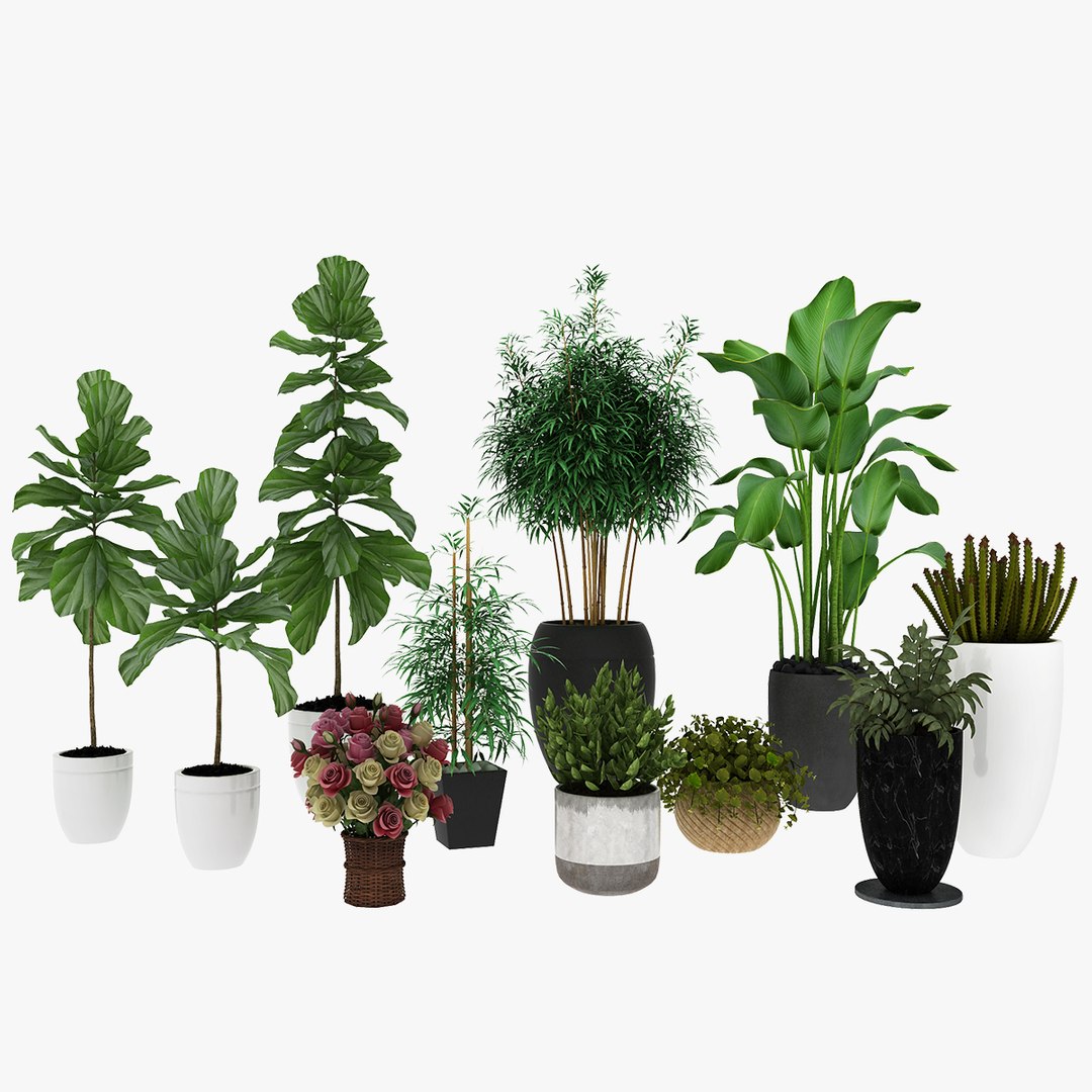 Plants Collection 3D 모델 - TurboSquid 2021718