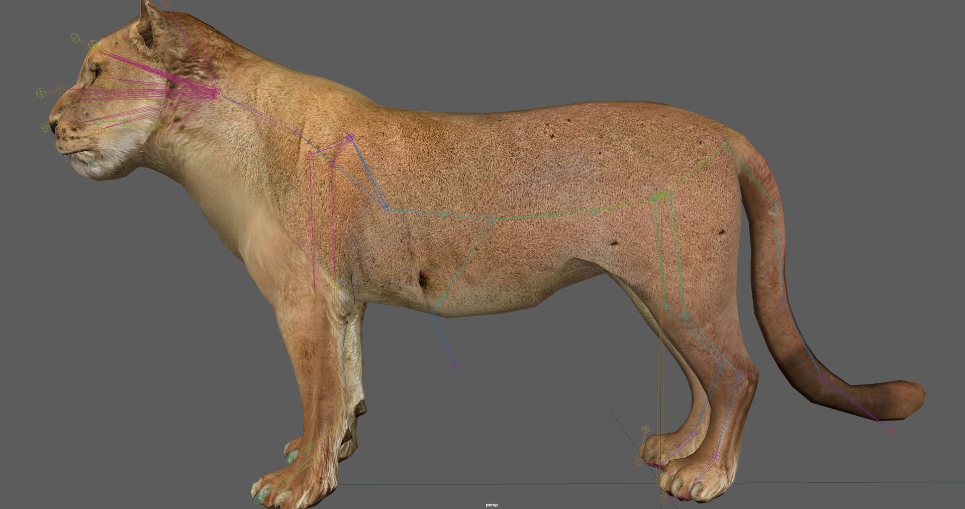 Lioness Lowpoly Rig 3D Model - TurboSquid 1864323
