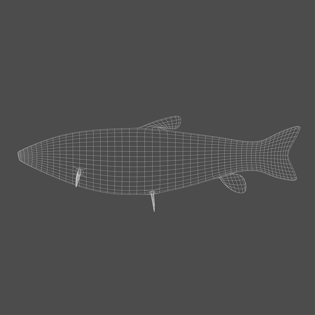 Grass Carp Animations 3D - TurboSquid 1578391