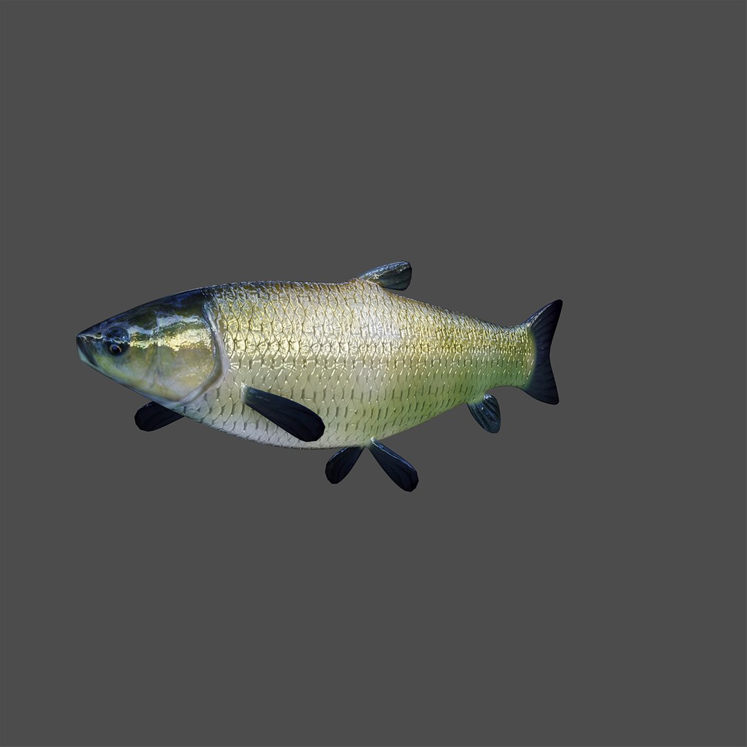 Grass Carp Animations 3D - TurboSquid 1578391