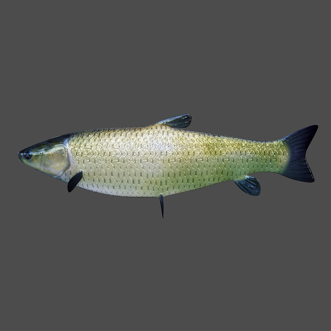 Grass Carp Animations 3D - TurboSquid 1578391