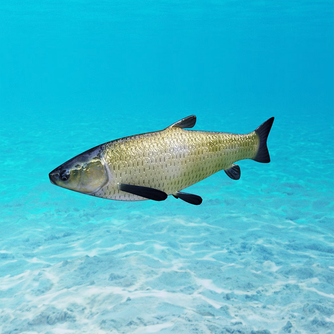 Grass Carp Animations 3D - TurboSquid 1578391