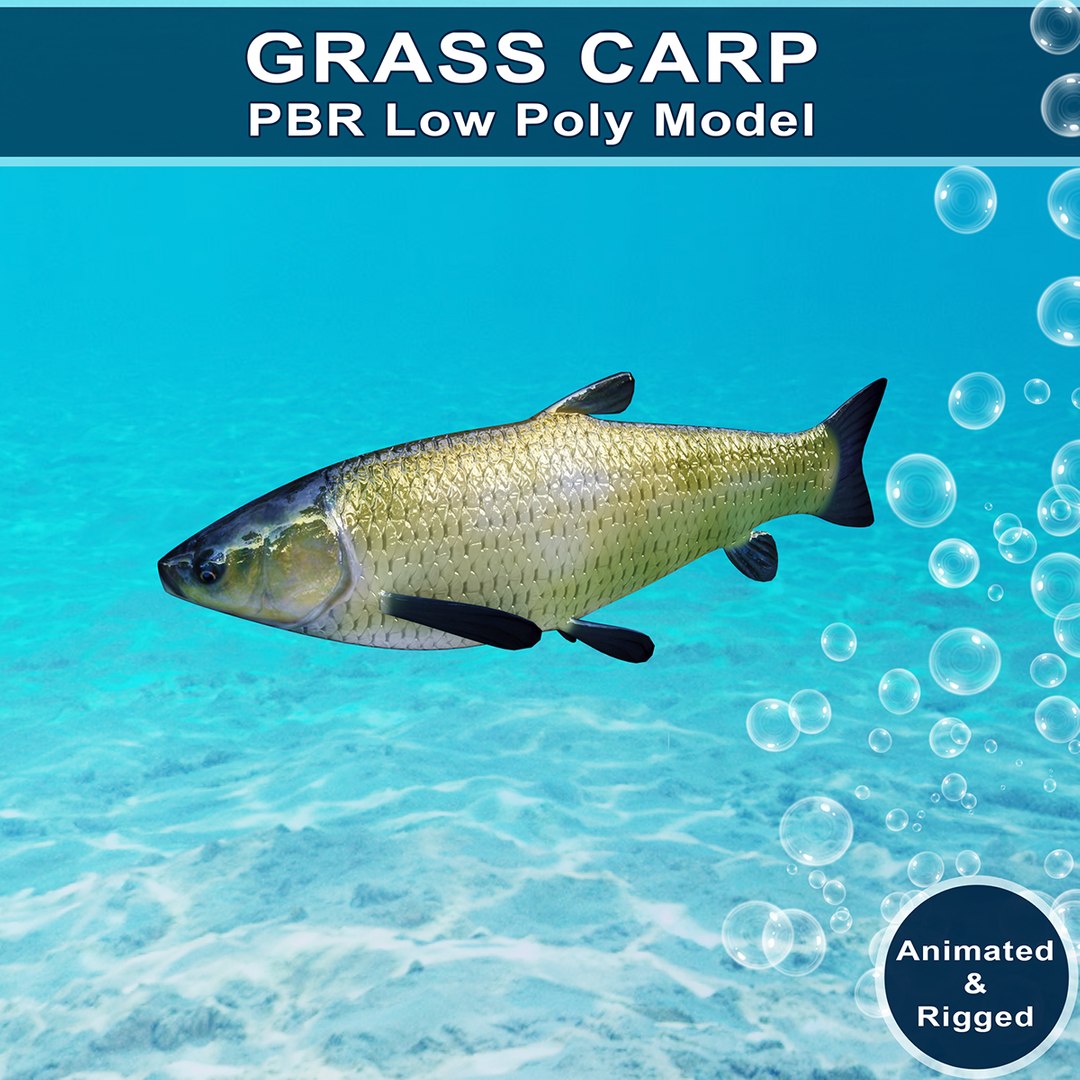 Grass Carp Animations 3D - TurboSquid 1578391