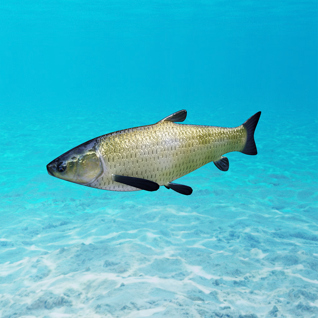 Grass Carp Animations 3D - TurboSquid 1578391